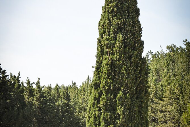 Kos Local Tasting - Wine, Oil & Honey - FAQ: Your Practical Questions Answered