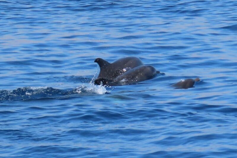 Kos Town: Glass-Bottom Boat Cruise with Swimming Stops - Detailed Breakdown of the Experience