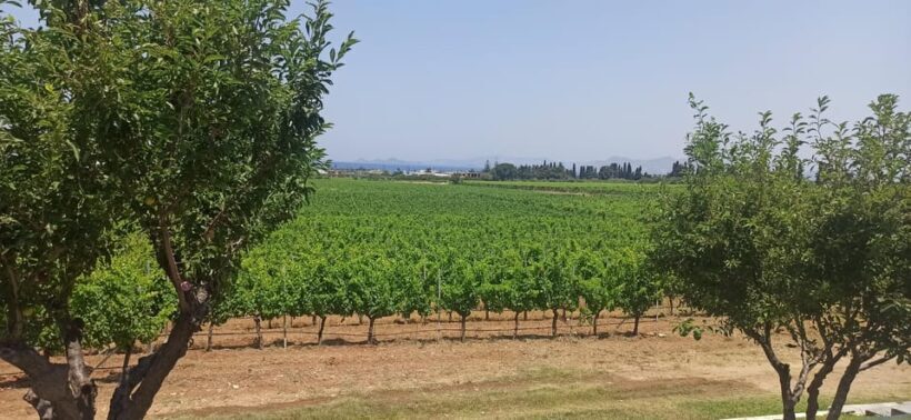 Kos: Wineries Tour w/ Wine Tastings & Transportation - The Value Proposition