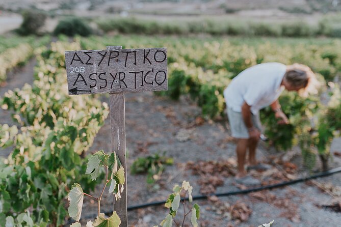 Kostantakis Winery - Milos Island Tour & Wine Tasting Experience - Discovering the Winemaking Machines and Grape Varieties