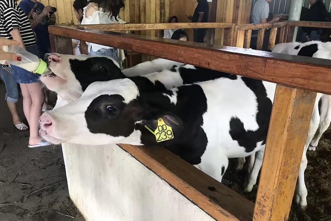 Kota Kinabalu ATV Riding and Dairy Farm at Mountain Kinabalu - What Travelers Say: Honest Feedback