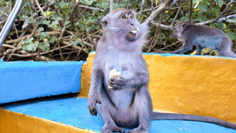 Kota Kinabalu : Fireflies & Sky Mirror Dream Beach Bongawan - Who Should Consider This Tour?