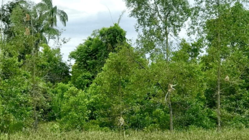 Kota Kinabalu : Fireflies & Sky Mirror Dream Beach Bongawan - Final Thoughts