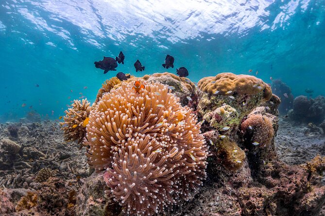 Kota Kinabalu Leisure Scuba Diving Trip (3 Dives) - Why This Tour Will Suit You