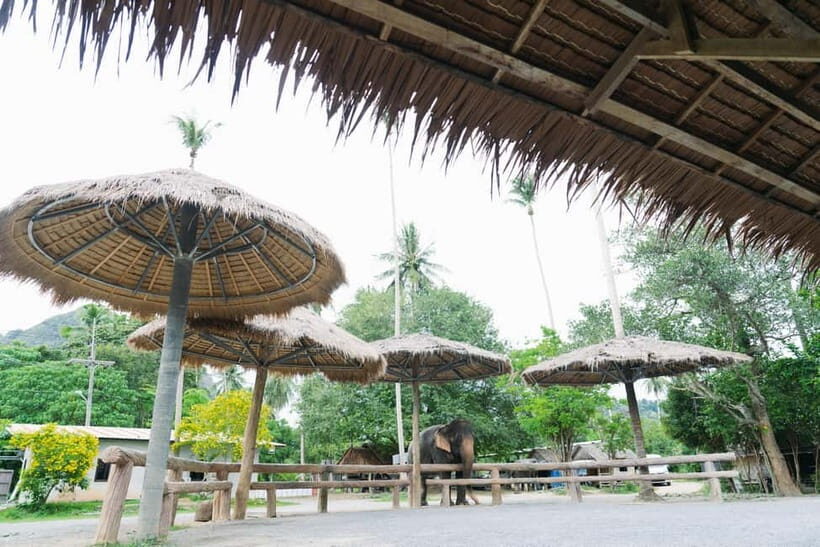 Krabi: Ao Nang Elephant Sanctuary Half-Day Tour - An Honest Look at the Experience