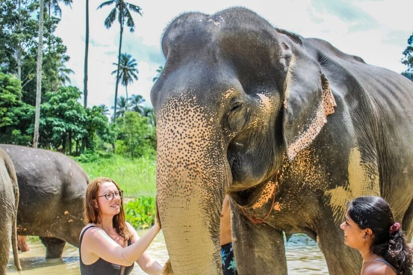 Krabi: Ao Nang Elephant Sanctuary Half-Day Tour - Why This Tour Works
