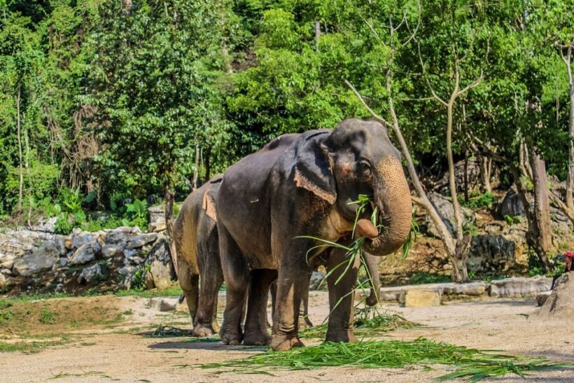 Krabi: Ao Nang Elephant Sanctuary Half-Day Tour - The Sum Up