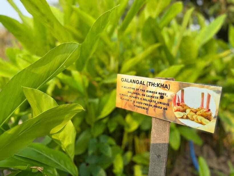 Krabi: Authentic Thai Cooking Class+Thai Herbs Garden Tour - An In-Depth Look at the Krabi Cooking Experience