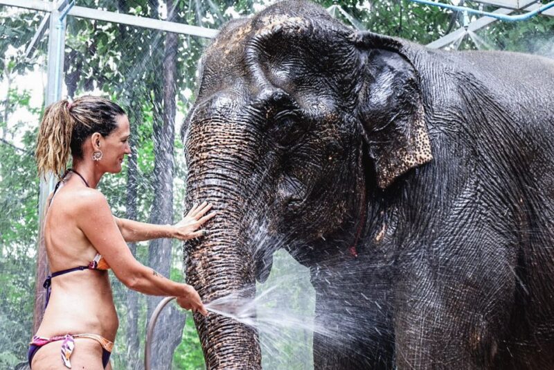 Krabi: Elephant Bathing Session at Krabi Elephant Shelter - Who Will Love This Experience?