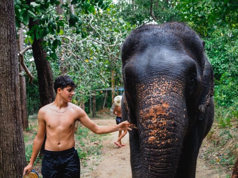 Krabi: Elephant Bathing Session at Krabi Elephant Shelter - The Sum Up