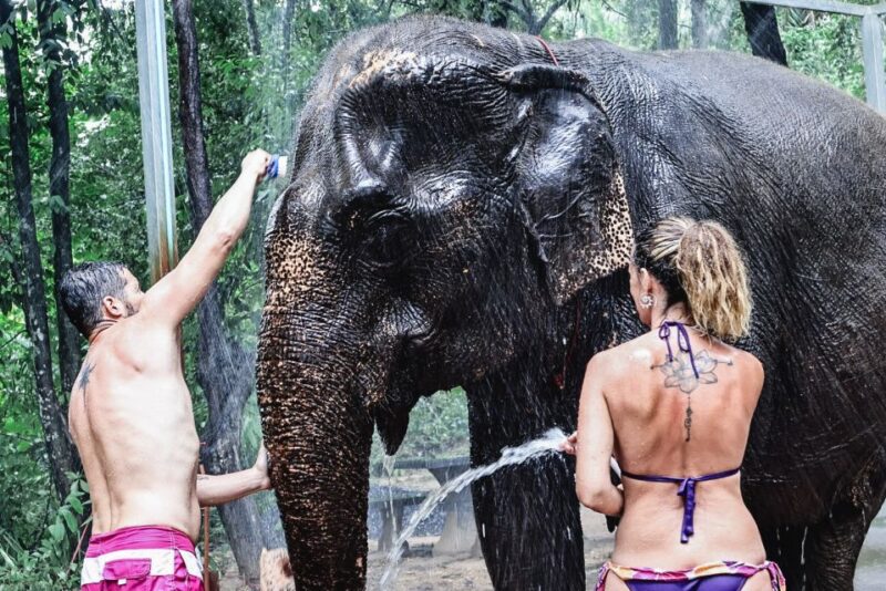 Krabi: Elephant Bathing Session at Krabi Elephant Shelter - FAQ