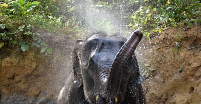 Krabi: Elephant Care House & 7-Level Huay Tho Waterfall Trip - Krabi: Elephant Care House & 7-Level Huay Tho Waterfall Trip