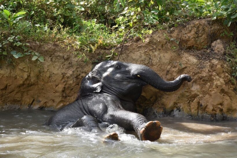 Krabi: Elephant Care House & 7-Level Huay Tho Waterfall Trip - FAQs