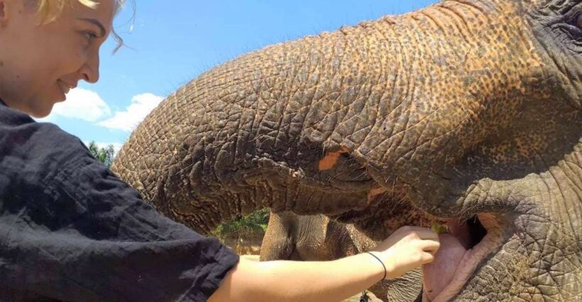 Krabi: Elephant Care House Guided Tour with Hotel Transfers - Key Points