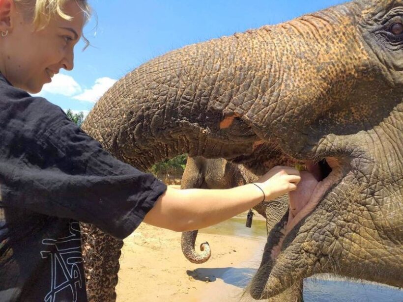 Krabi: Elephant Care House Guided Tour with Hotel Transfers - Who Should Consider This Tour?