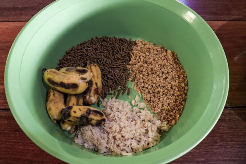 Krabi: Elephant Feeding Program - Introduction