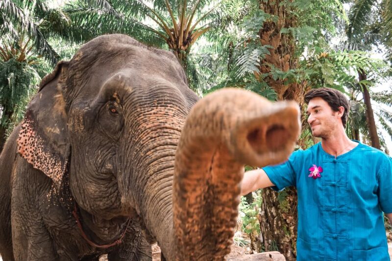 Krabi: Elephant Feeding Program - What Is the Krabi Elephant Feeding Program?