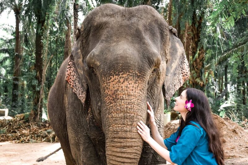 Krabi: Elephant Feeding Program - Authentic Encounters and Why They Matter