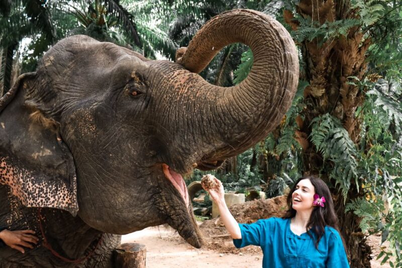 Krabi: Elephant Feeding Program - FAQ