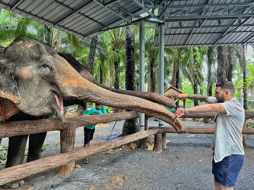 Krabi: Elephant Feeding Program with Food Preparation - The Sum Up