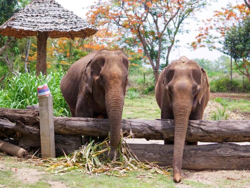 Krabi: Ethical Elephant Care Experience with Hotel Transfer - Key Points