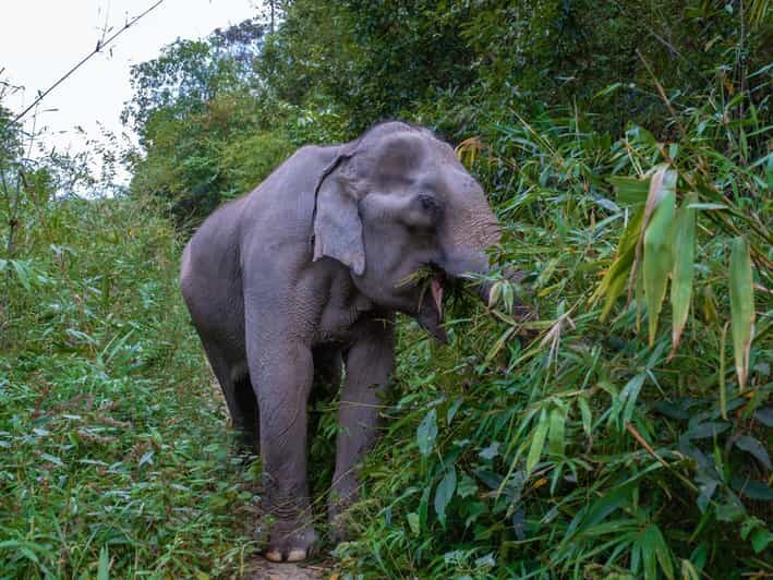 Krabi: Ethical Elephant Care Experience with Hotel Transfer - What Is This Krabi Elephant Tour All About?