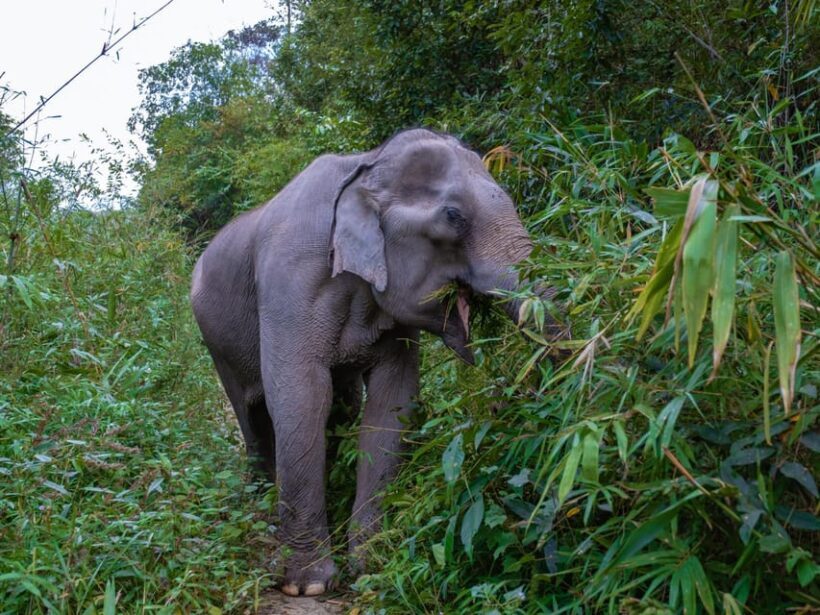 Krabi: Ethical Elephant Care Experience with Hotel Transfer - Feeding the Elephants