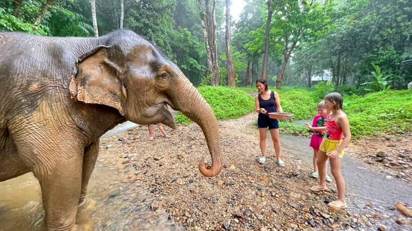 Krabi: Ethical Elephant Care Experience with Hotel Transfer - Mud Bath and Water Splashing