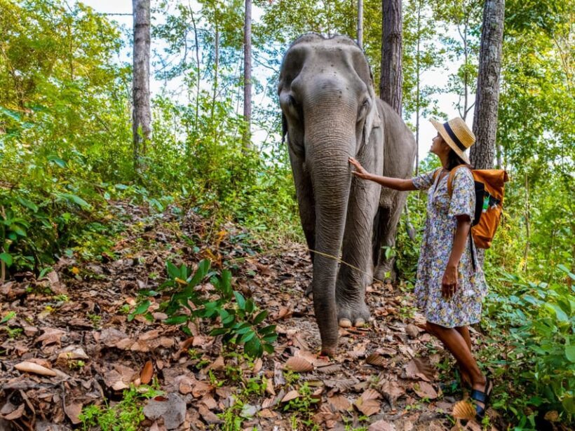 Krabi: Ethical Elephant Care Experience with Hotel Transfer - The Return Journey and Overall Value
