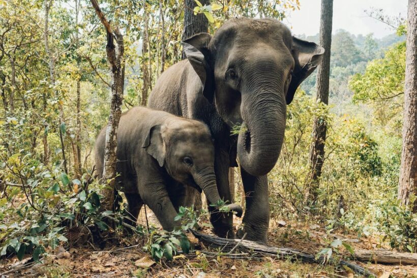 Krabi: Ethical Elephant Care Experience with Hotel Transfer - The Sum Up: Who Will Love This Experience?