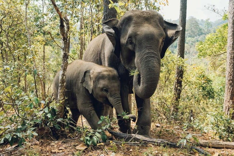 Krabi: Ethical Elephant Care Experience with Hotel Transfer - FAQs