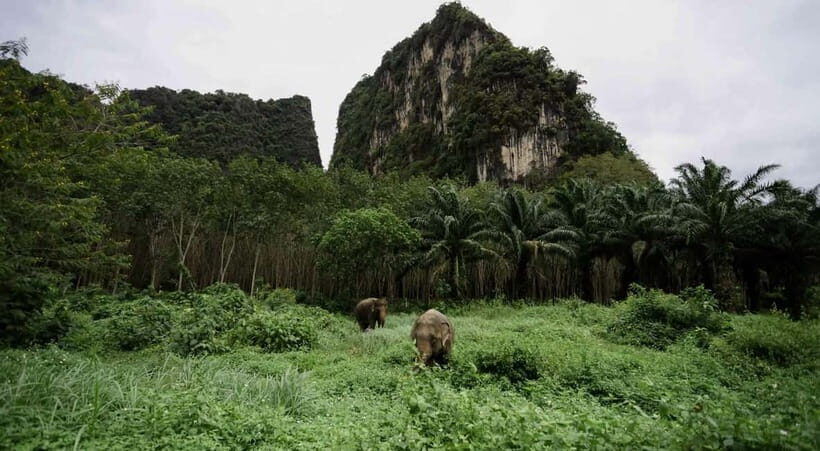 Krabi: Ethical Elephant Sanctuary & Tiger Cave Temple Tour - The Real Value of This Tour