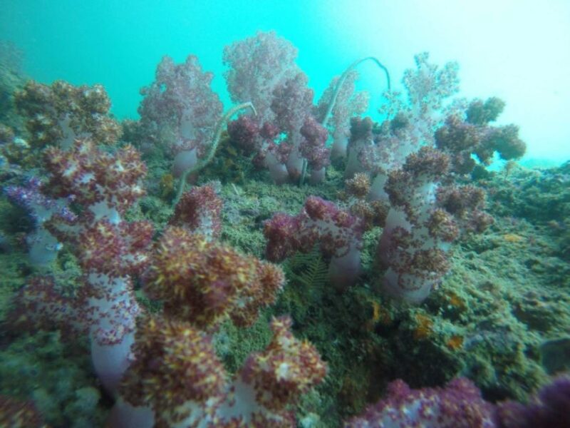 Krabi: Freediving and Snorkeling at Yawasam and Talu Island - An Authentic Escape into Krabi’s Marine and Coastal Secrets