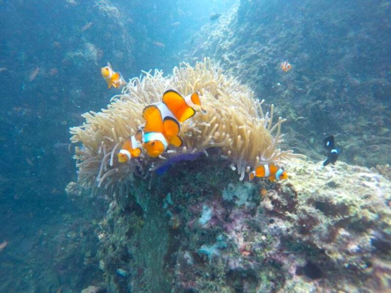 Krabi: Freediving and Snorkeling at Yawasam and Talu Island - What Makes This Tour Stand Out