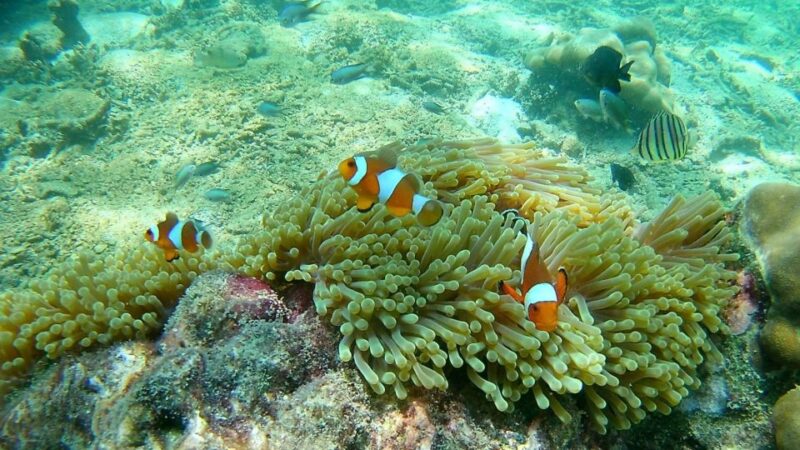 Krabi: Freediving and Snorkeling at Yawasam and Talu Island - Practical Considerations: Timing, Group Size, and Weather