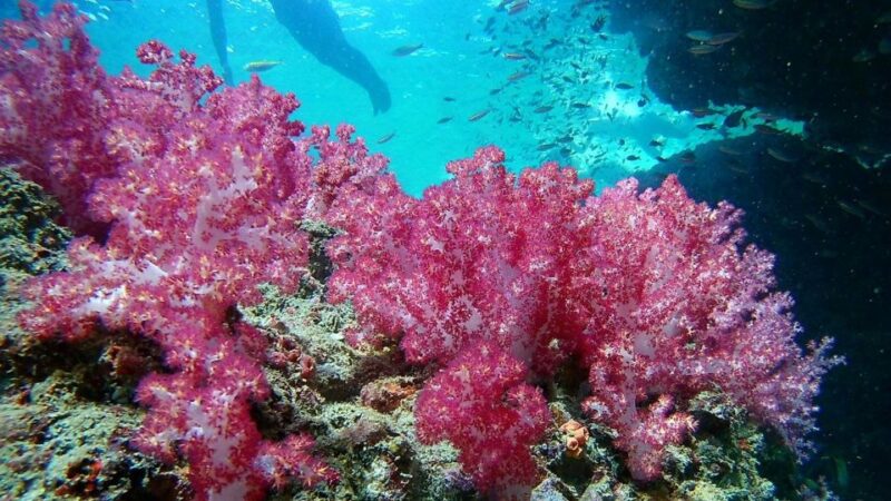 Krabi: Freediving and Snorkeling at Yawasam and Talu Island - The Value for Money