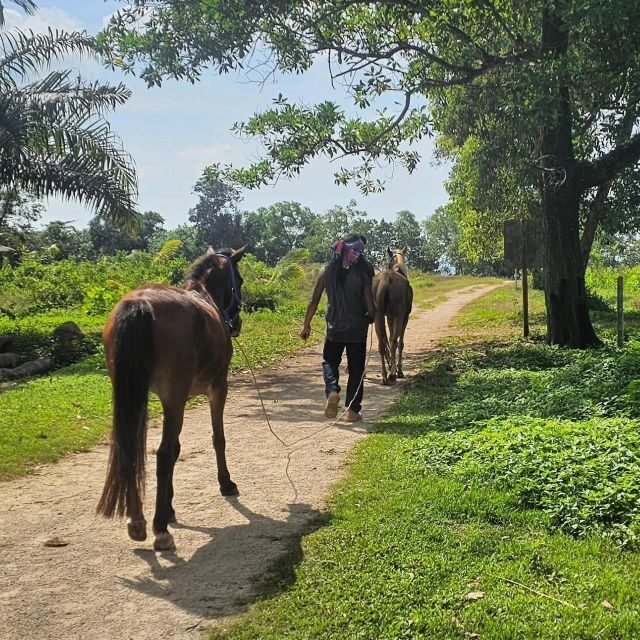 Krabi Horse Riding on the Beach and atv Extreme - What Travelers Say: Authentic Perspectives