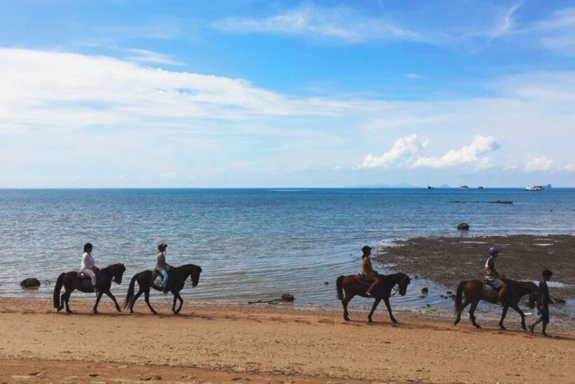 Krabi: Horseback Riding on the Beach - Who Will Love This Tour?