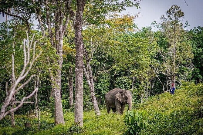 Krabi Immersive Elephant Sanctuary Experience - What to Expect from the Krabi Elephant Sanctuary Tour