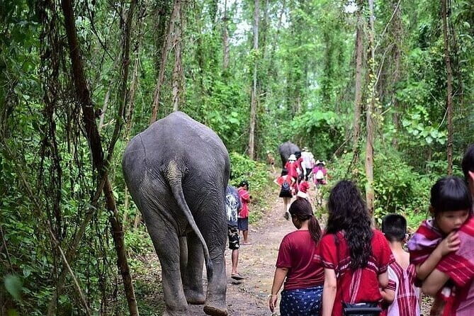 Krabi Immersive Elephant Sanctuary Experience - The Sum Up