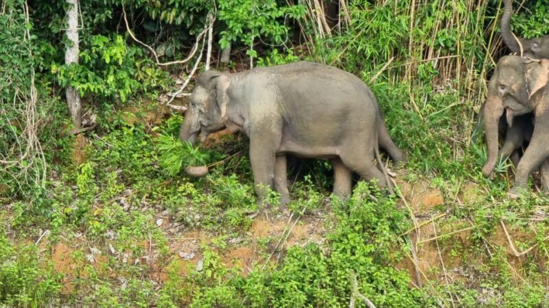 Krabi: Khao Sok National Park & Cheow Lan Lake Boat Tour - Authentic Experiences and Real Feedback