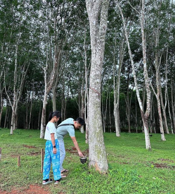 Krabi: Klong Root Kayaking Viewpoint,Fish Feeding and more - Practical Details and Value