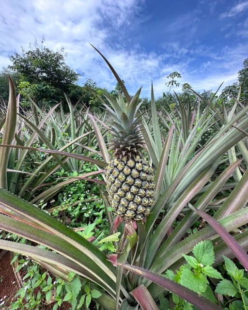 Krabi: Klong Root Kayaking Viewpoint,Fish Feeding and more - FAQ