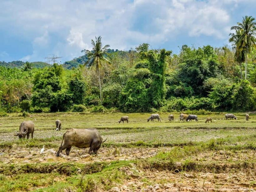 Krabi: Luxury Boat to Hong Island & Koh Yao Culture Tour - The Experience Provider