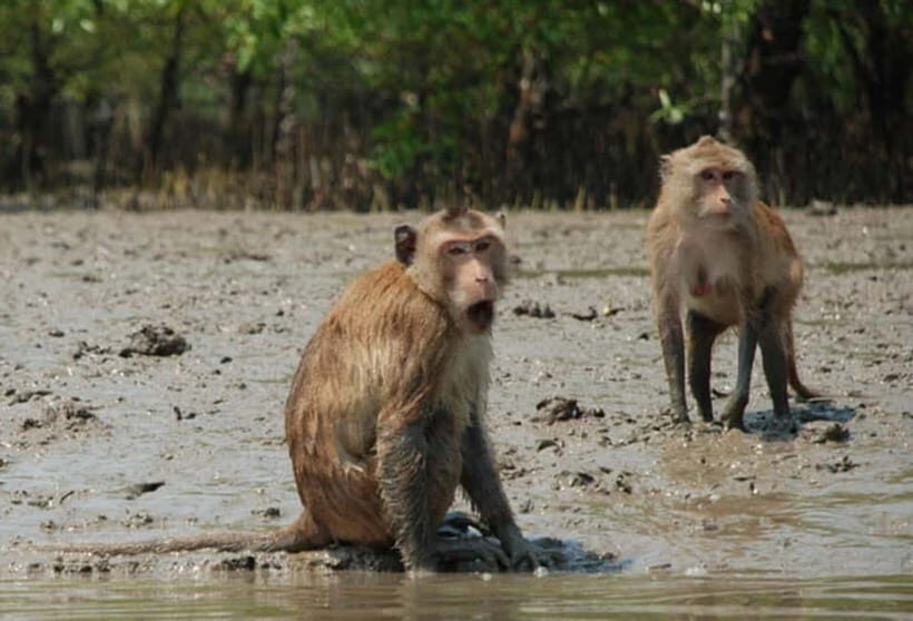 Krabi Mangrove And Khao Khanap Nam Cave half day tour - The Experience’s Strengths
