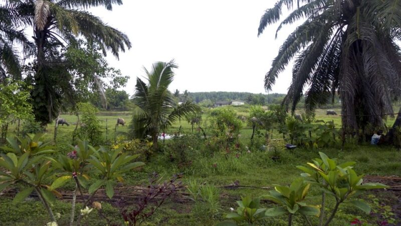 Krabi: Mangrove Magic & Koh Klang Charm by Longtail Boat - Visiting Koh Klang: The Charm of Rural Thailand