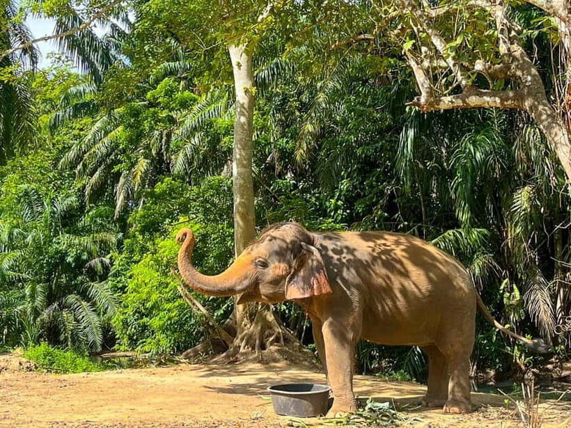 Krabi: Observation-Only Elephant Sanctuary 2hrs Mini Moments - Introducing the Observation-Only Elephant Sanctuary Tour in Krabi