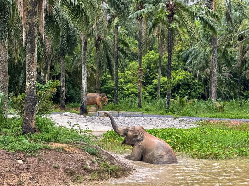 Krabi: Observation-Only Elephant Sanctuary Half-Day & Meal - Key Points