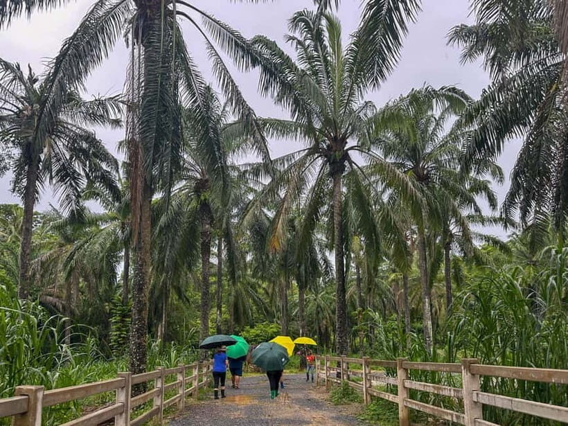 Krabi: Observation-Only Elephant Sanctuary Half-Day & Meal - Beyond the Activities: Why It Matters