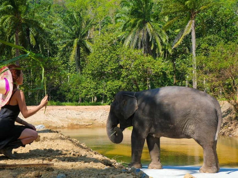 Krabi: Observation-Only Elephant Sanctuary Half-Day & Meal - FAQ